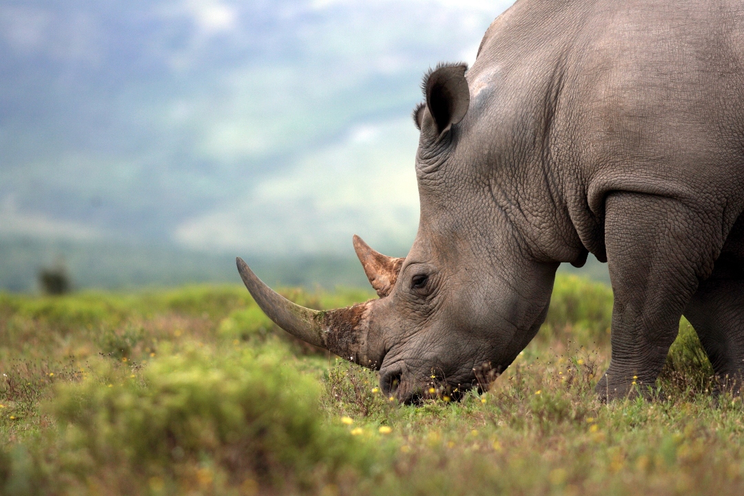 Where to see rhino in Africa | Fitzroy Travel