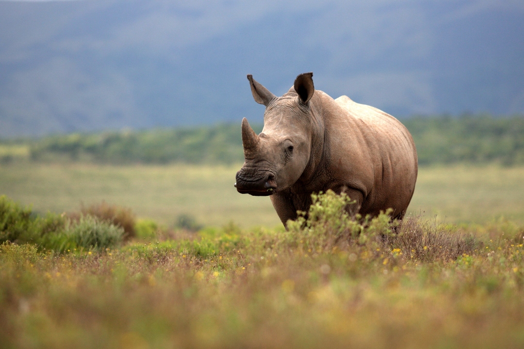 Where to see rhino in Africa | Fitzroy Travel