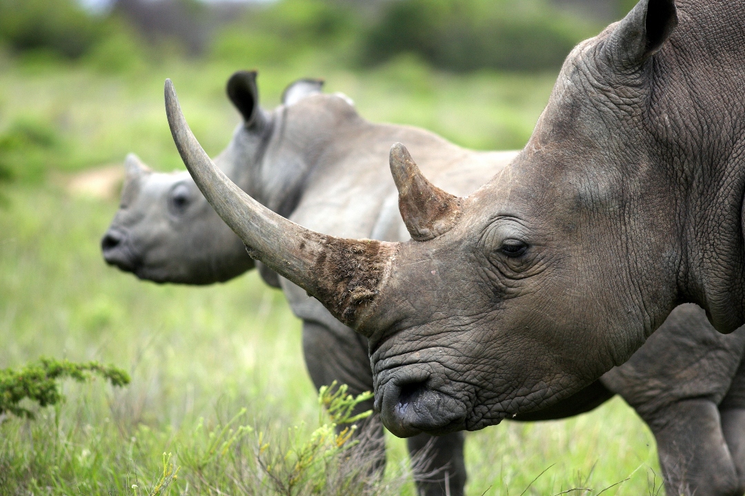 Where to see rhino in Africa | Fitzroy Travel