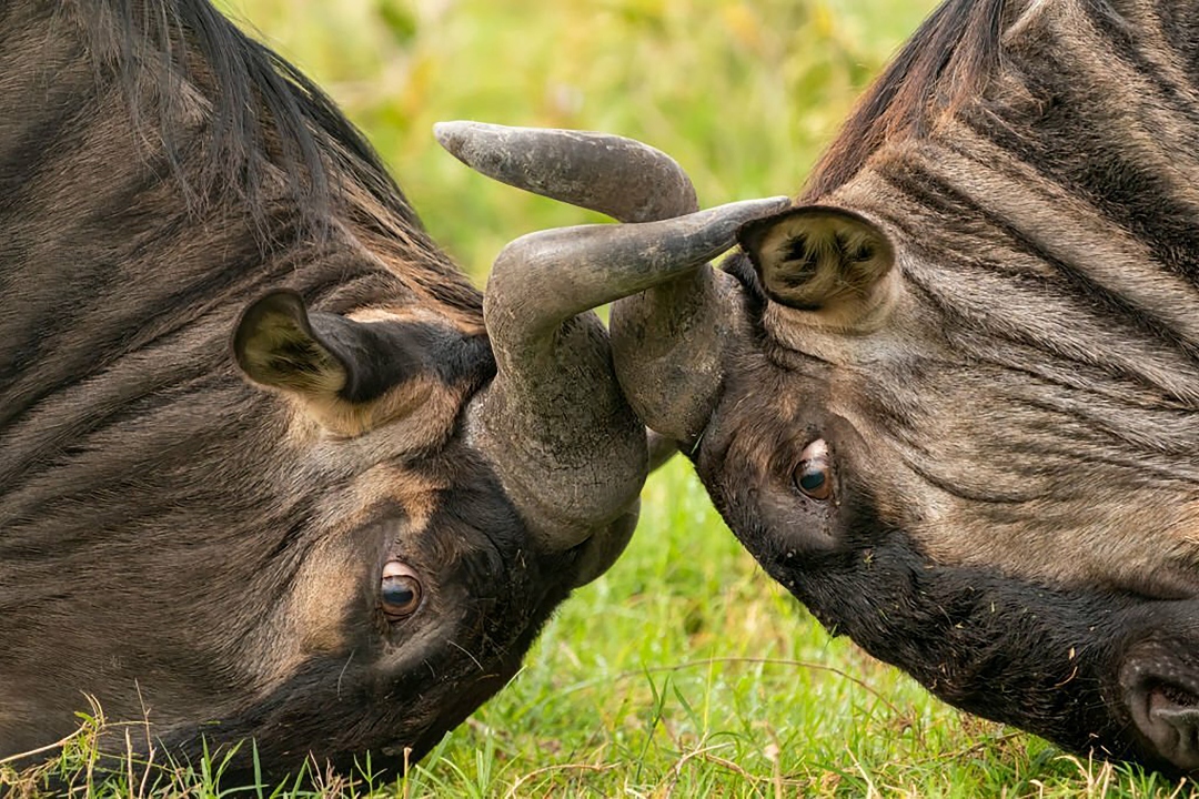 The Great Migration - In Solitude | Fitzroy Travel