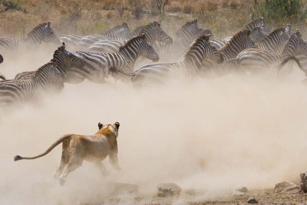 The Great Migration - In Solitude | Fitzroy Travel