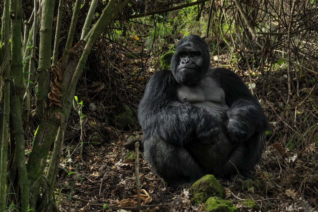 When to See Gorillas in Uganda | Fitzroy Travel