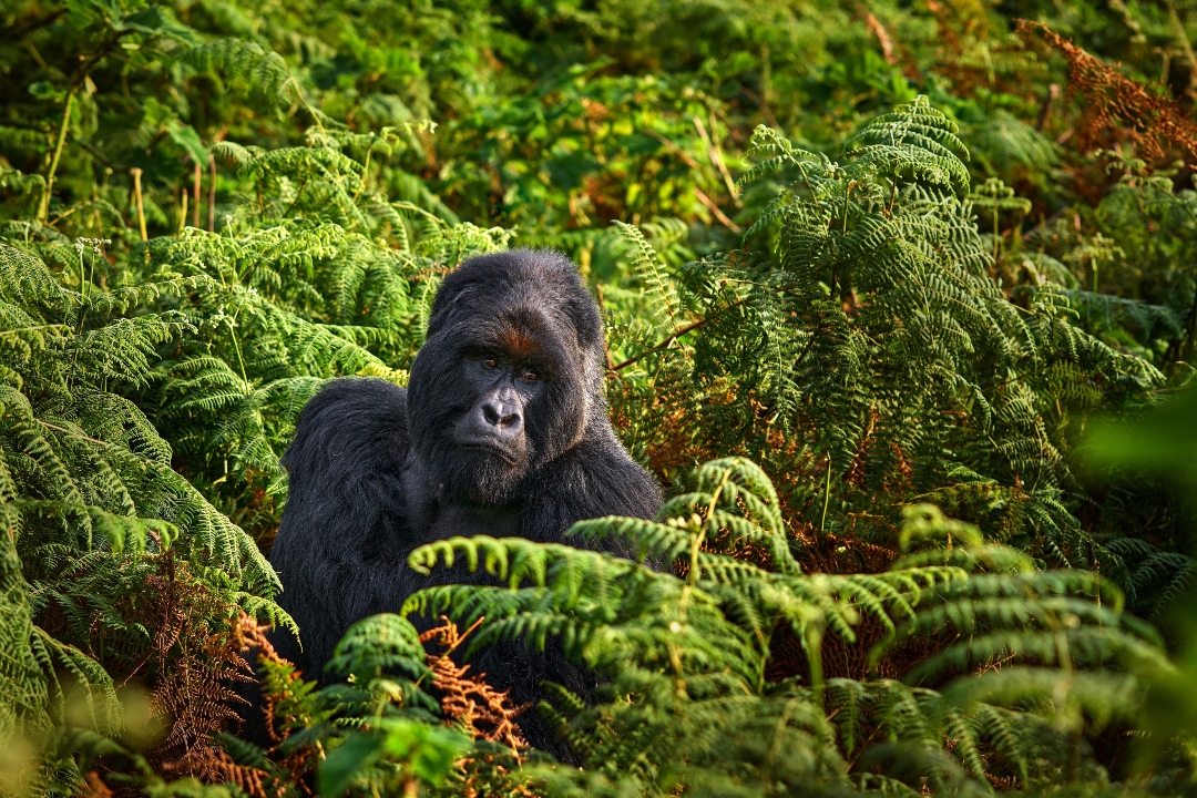 When to See Gorillas in Uganda | Fitzroy Travel